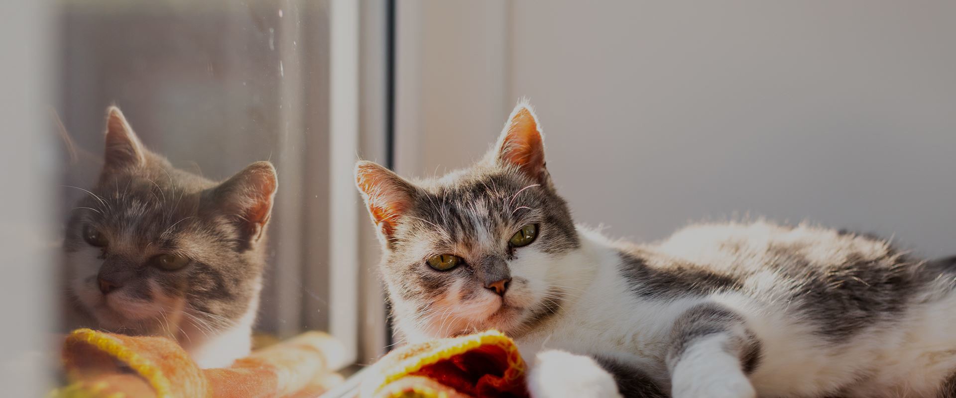 Cats Protection Corby & District Branch