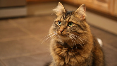 Types of Cat Food - Our Helpful Guide | Cats Protection