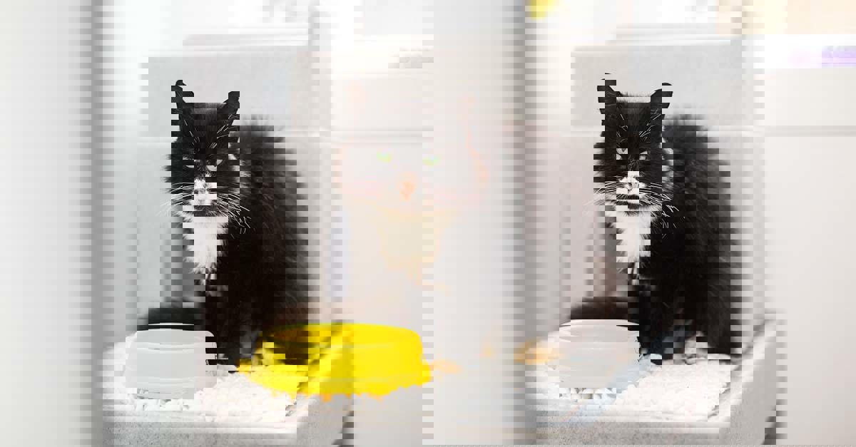 How to tell if your cat is underweight | Cats Protection