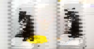 How to tell if your cat is underweight | Cats Protection