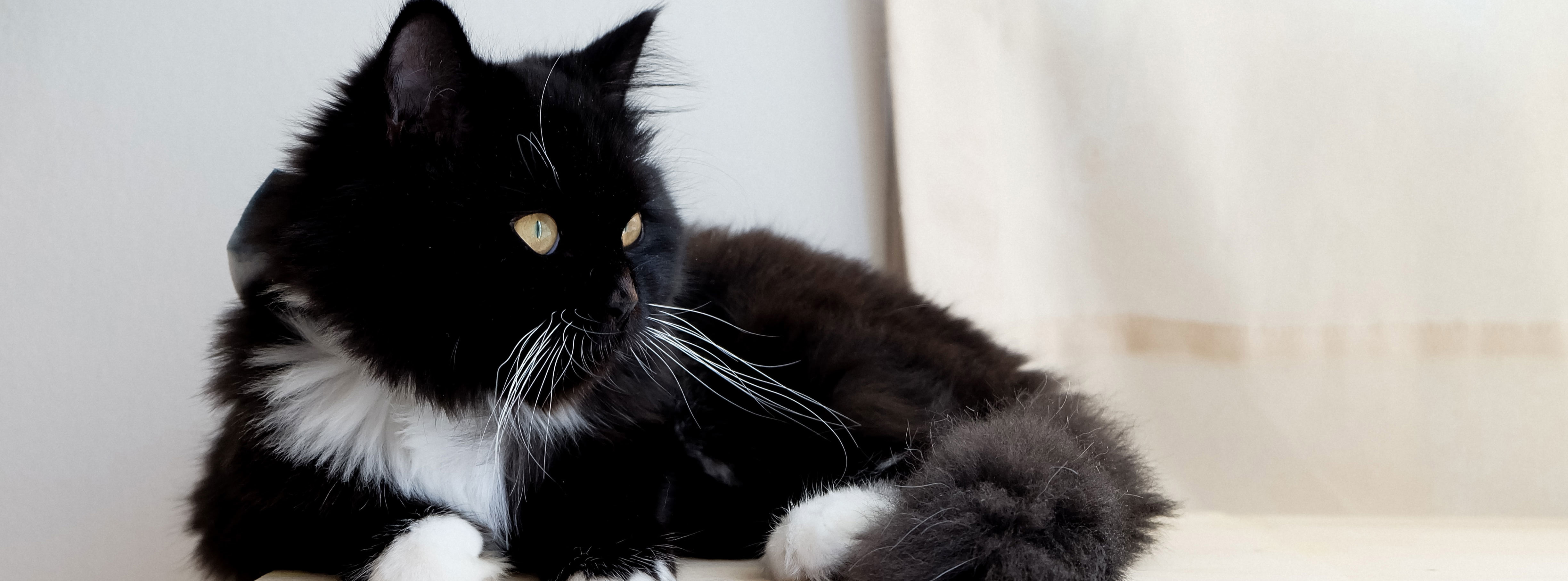 Spotting Signs of Cat Stress - How to Care | Cats Protection