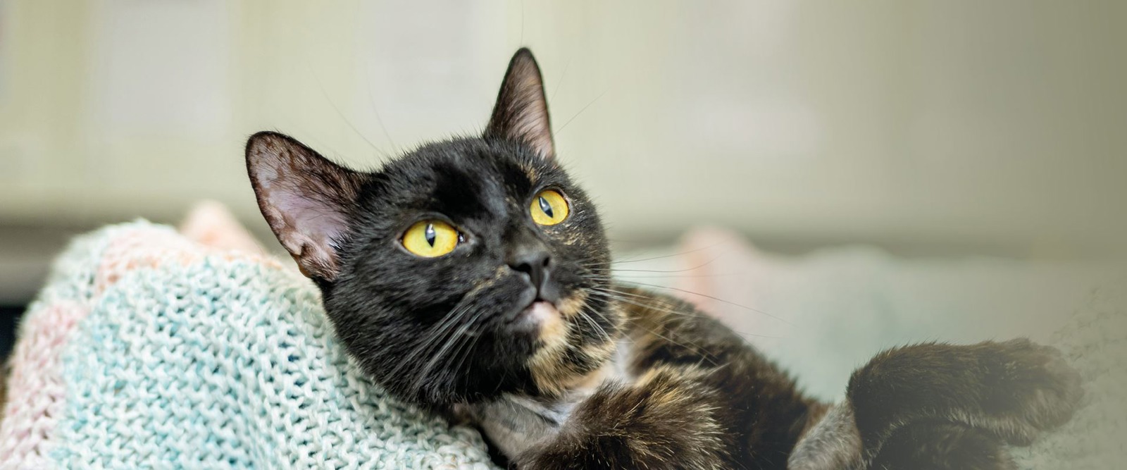 Cats Protection Frome & District Branch