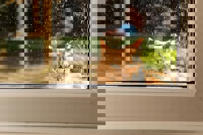 Top tips to prevent cat bullying | Meow Blog