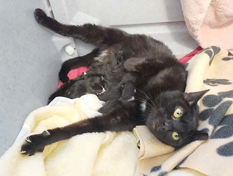 Meet the Welsh kittens keeping Wales’ World Cup dream alive