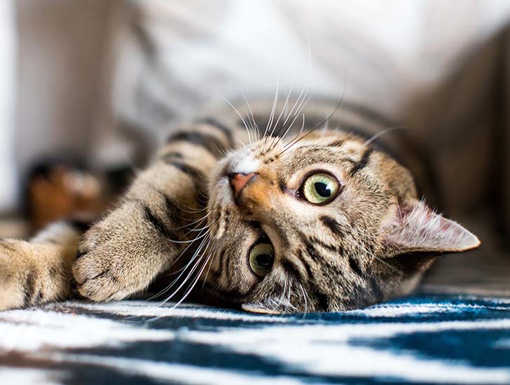 Access Lifeline | Domestic violence & pets | Cats Protection