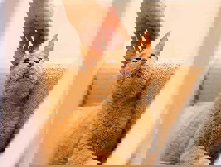 Access Lifeline | Domestic violence & pets | Cats Protection