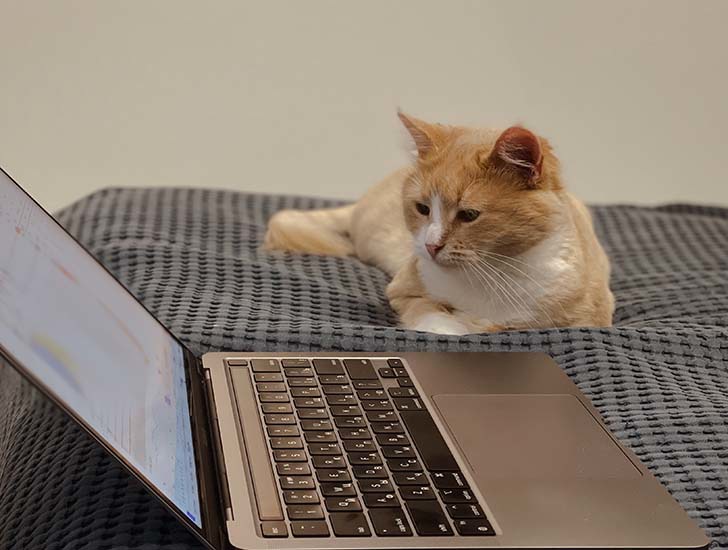 Access Lifeline | Domestic violence & pets | Cats Protection