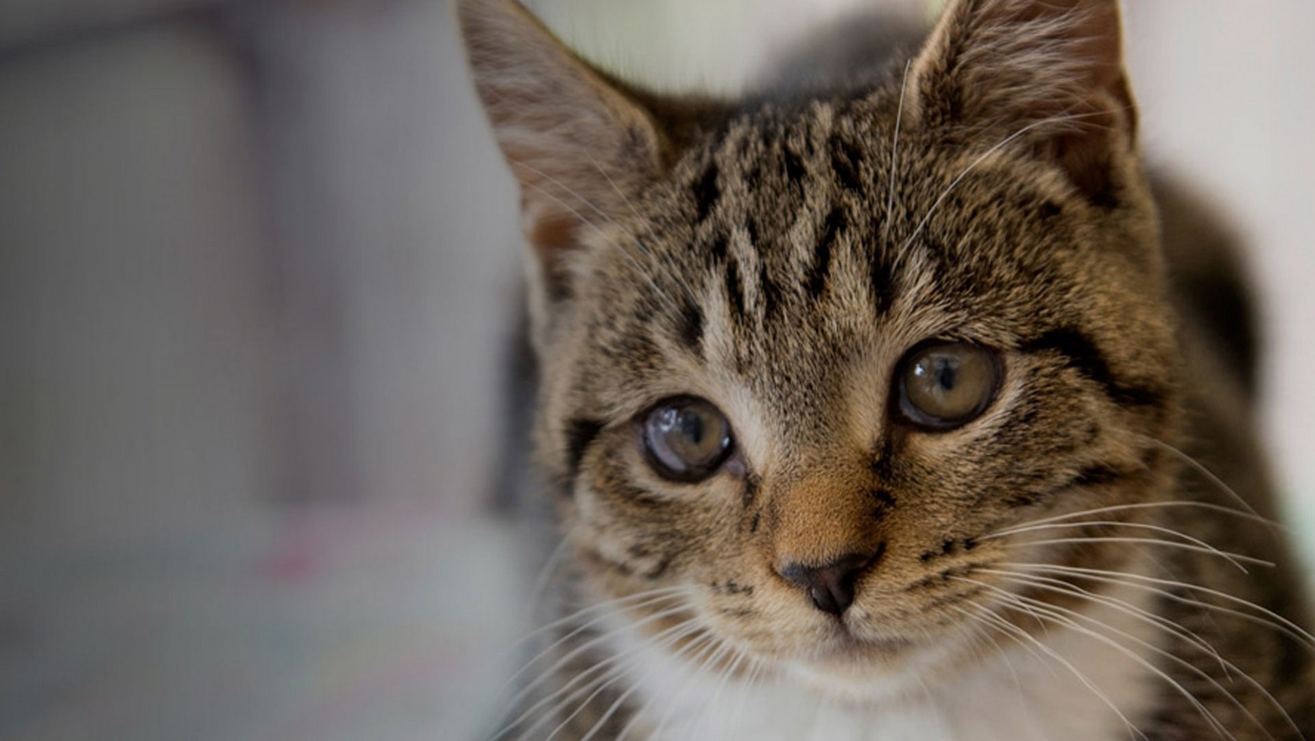 Feline Parvovirus - What Is It? | Cats Protection