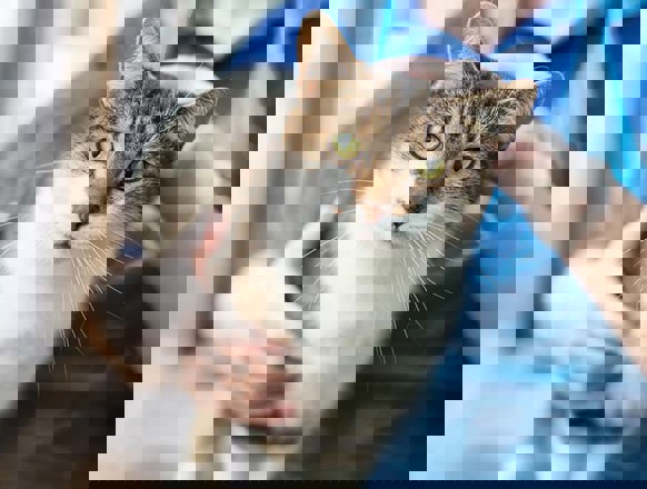 Cancer in cats | Help and Advice | Cats Protection