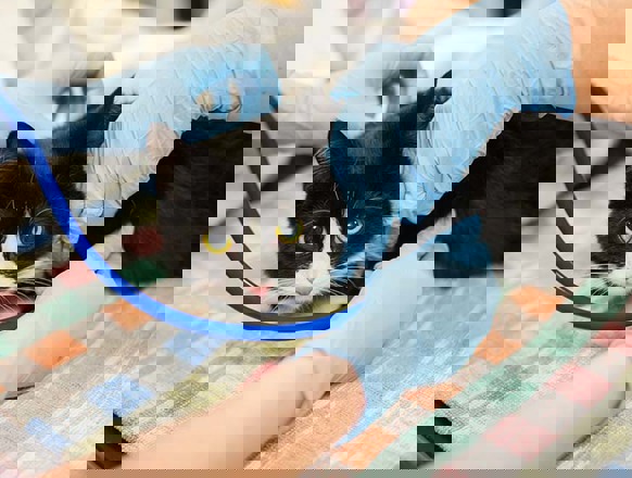 Heart disease and heart failure in cats | Cats Protection