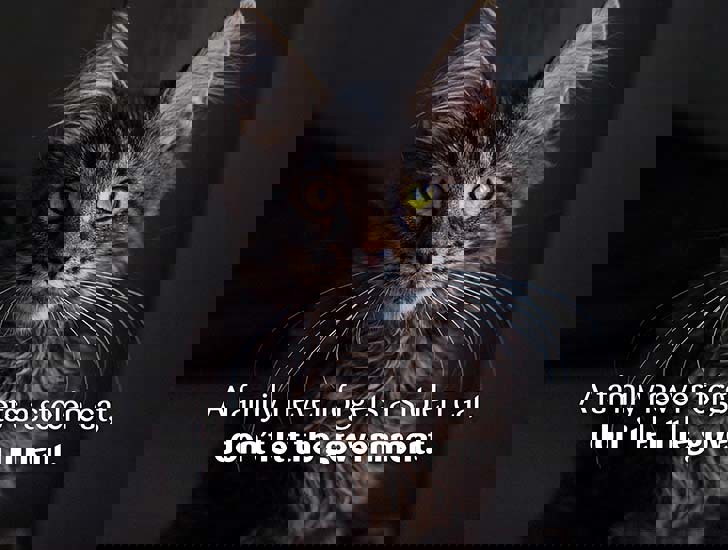 Campaigning | What we do | Cats Protection