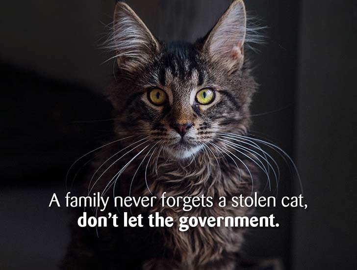 Bitesize volunteering with Cats Protection