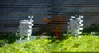 Farm cats and rural homing | Cats Protection