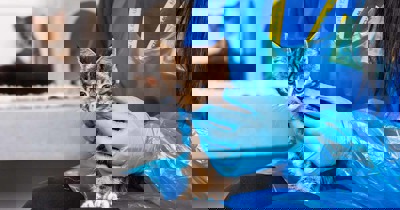 How to give your cat a tablet | Cats Protection