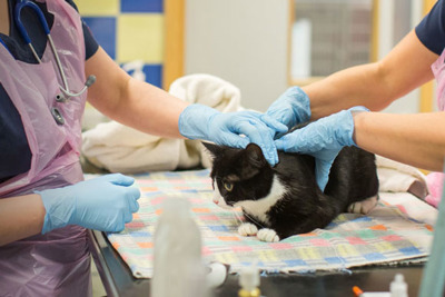 Neutering | Cat neutering during coronavirus | Cats Protection