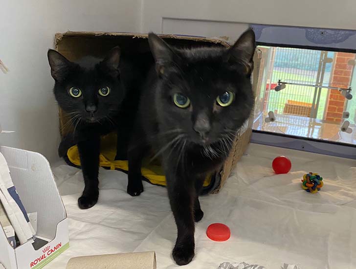 Two cats dumped at the side of the road in a box recovering