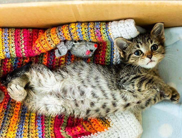 Bitesize volunteering with Cats Protection