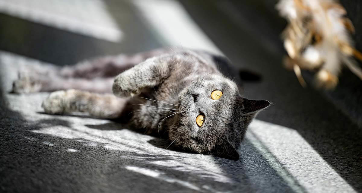 Getting a pedigree cat | Getting a Cat | Cats Protection