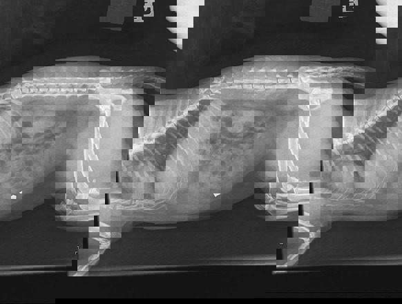 Warning for cat owners to be vigilant after air gun attacks