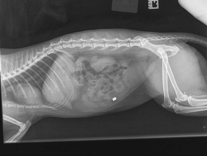 Warning for cat owners to be vigilant after air gun attacks