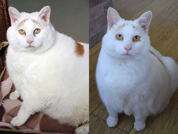 Obese cat healthy enough for new home after year-long diet