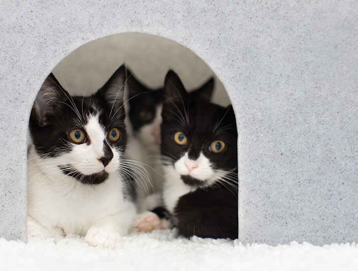 Careers | Work with cats | Cats Protection