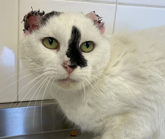 Cat who lost both ears to cancer finds forever home