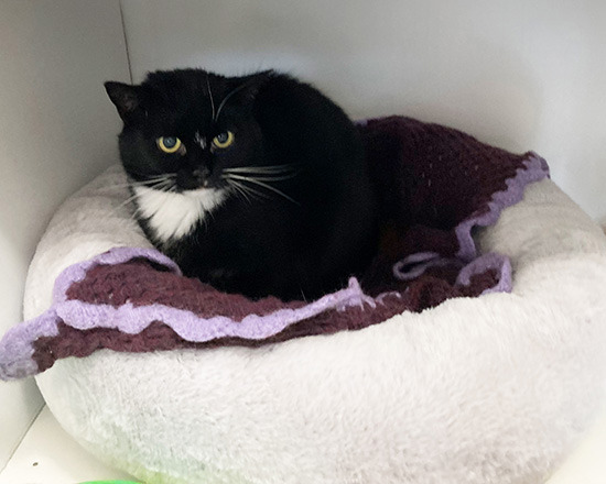 Cat missing for six years among felines in need of new homes