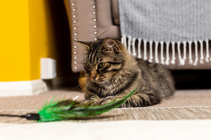Cats and Play - Cat Behaviour Advice | Cats Protection