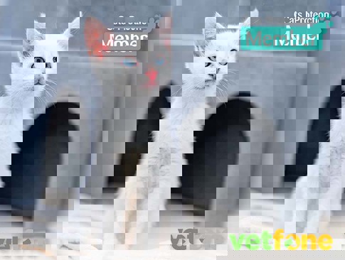 Become a member | Support us by joining Cats Protection