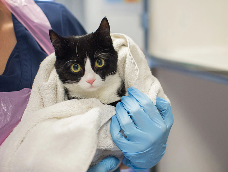 Cat first aid | Advice on cat health | Cats Protection