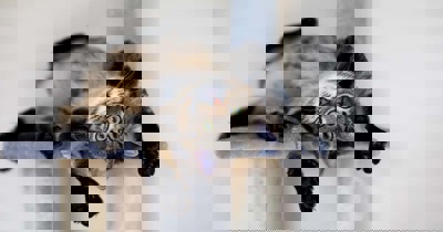 First-time cat owners information hub | Cats Protection