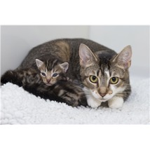 Hand rearing | Advice on birth and kittening | Cats Protection