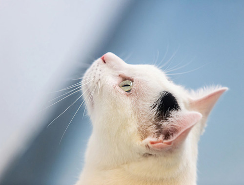 Skin problems in cats | Help and Advice | Cats Protection