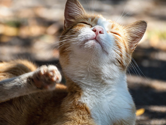 Skin Problems in Cats | Help and Advice | Cats Protection