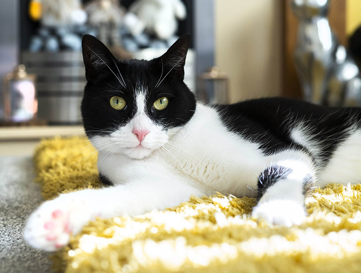 Deaf owner’s hearing cat Zebby named National Cat of the Year 2023