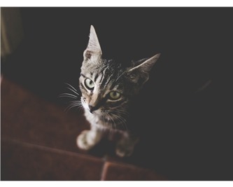 Cat laws | Animal Welfare Act | Cats Protection