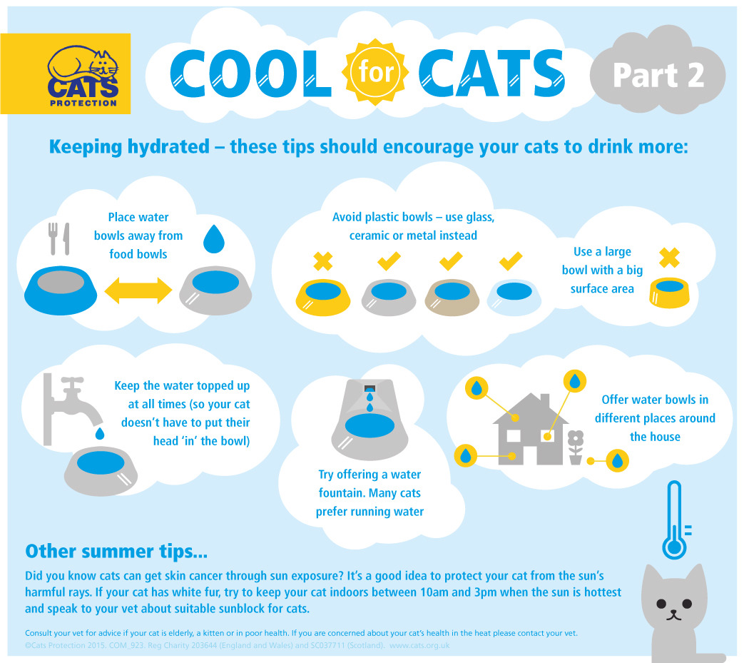 Outdoor Cats | What You Should Know | Cats Protection