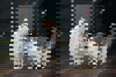 Getting another cat - Help & Advice I Cats Protection