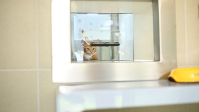 Cat flaps advice | Training your cat to use one | Cats Protection