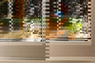 Keeping cats out of your garden the humane way | Cats Protection