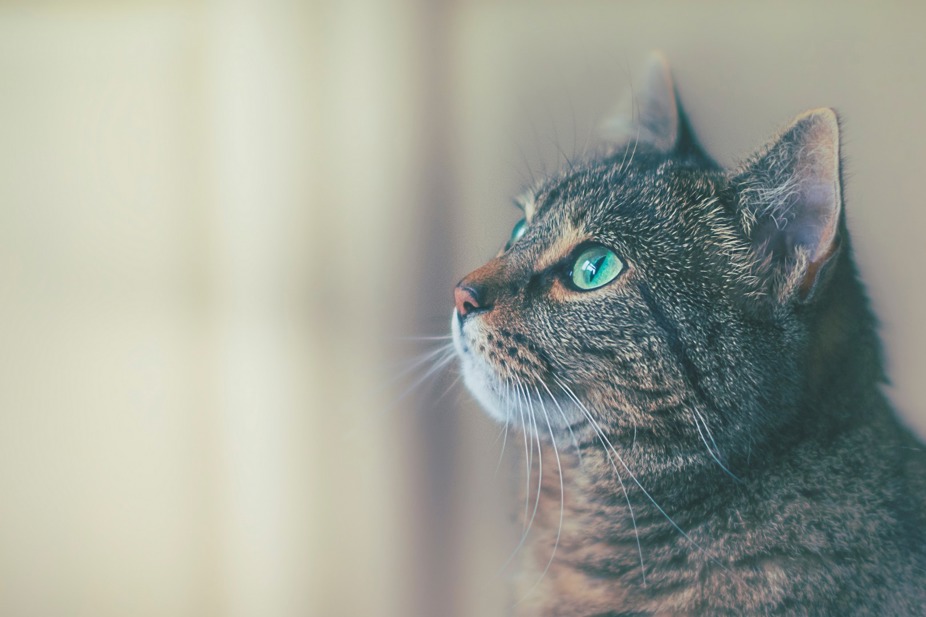 Cat Poisoning Symptoms and How to Spot It | Cats Protection