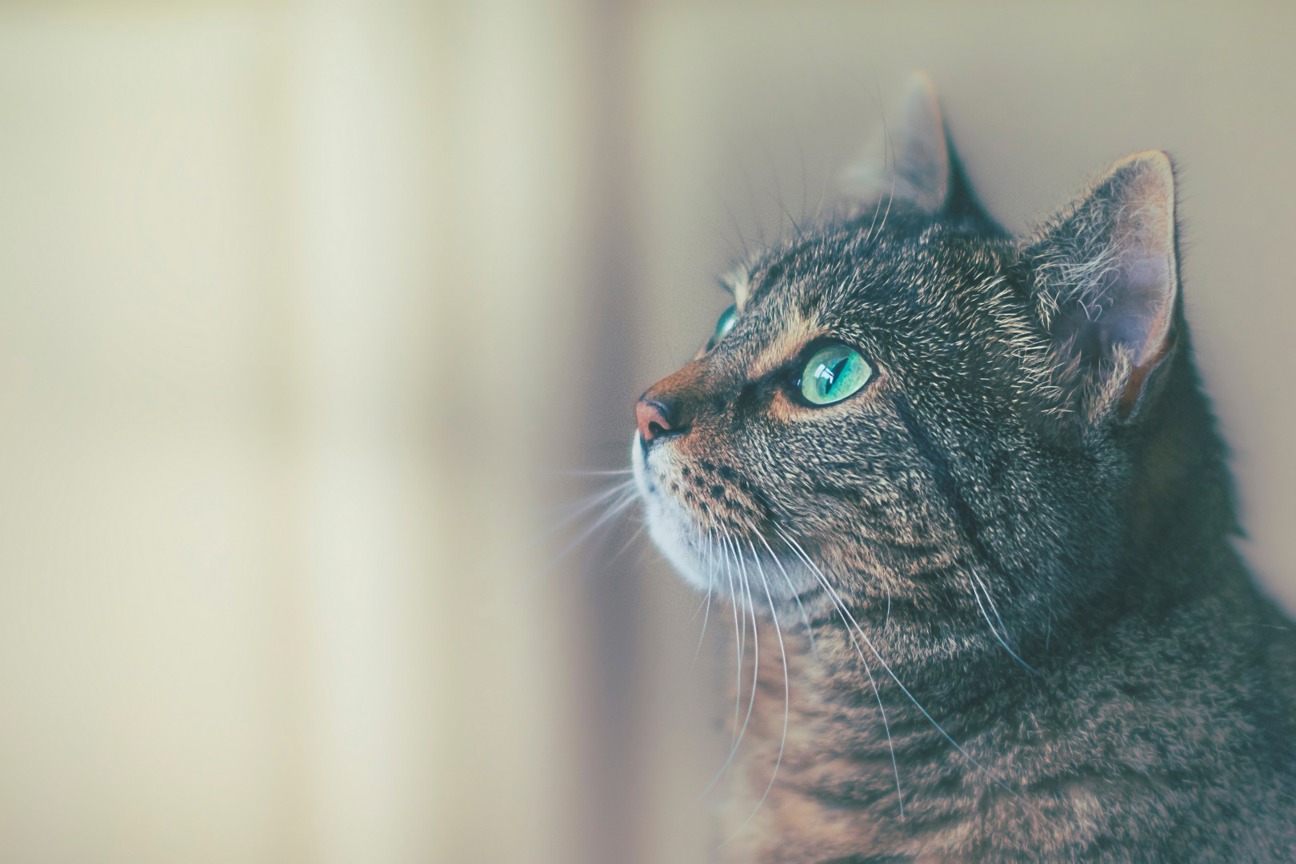 Cat Poisoning Symptoms and How to Spot It | Cats Protection