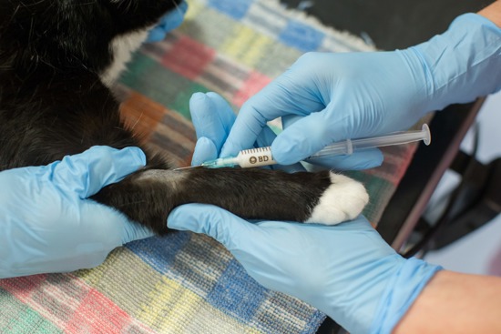 Preparing For a Cat - Getting Your Home Ready | Cats Protection