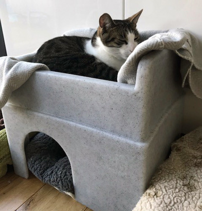 Hide & Sleep® | For vets and nurses | Cats Protection