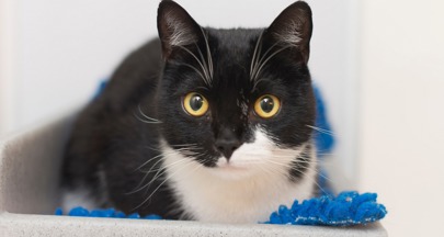 Adopt a cat | Find a cat to adopt | Cats Protection