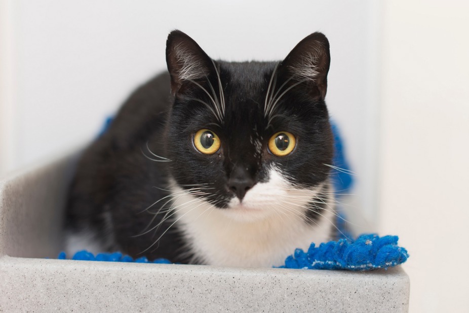 Adopt a cat | Find a cat to adopt | Cats Protection