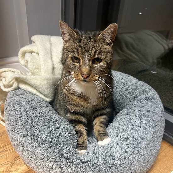 Cat presumed dead found five miles from home 11 years later