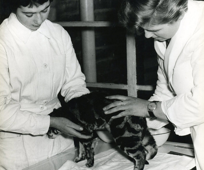 About CP | Who are Cats Protection? | Cats Protection