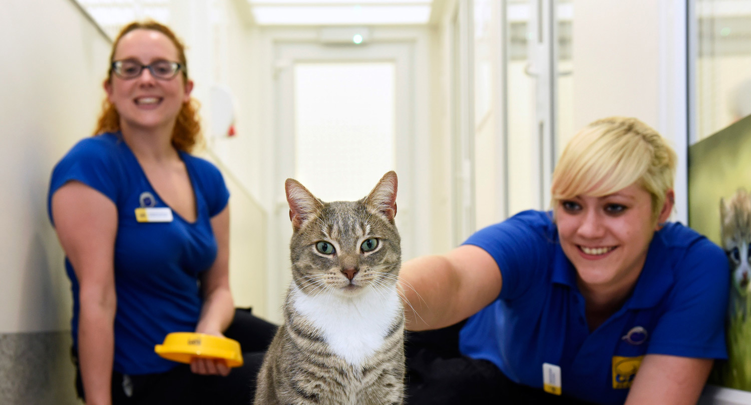 Why we are here | Our Vision | Cats Protection